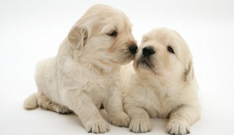 Como Cuidar de um Filhote - Filhotes MG