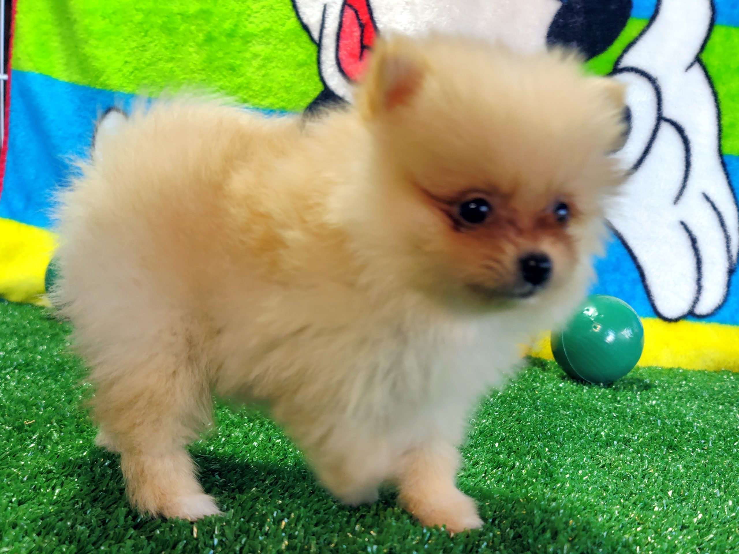 Spitz Alemão Anão - Champagne - M - Filhotes MG