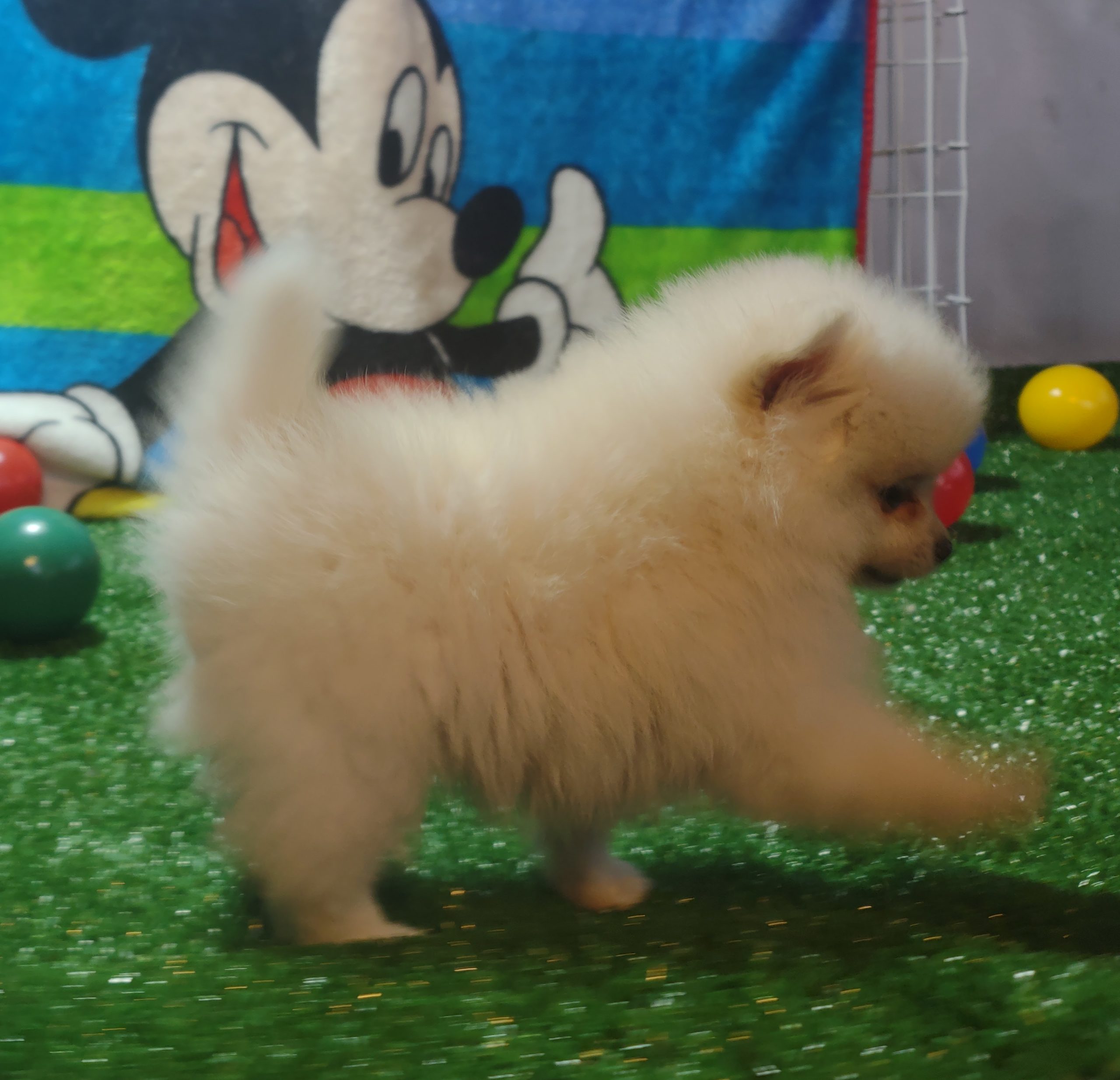 Spitz Alemão Anão - Champagne - M - Filhotes MG