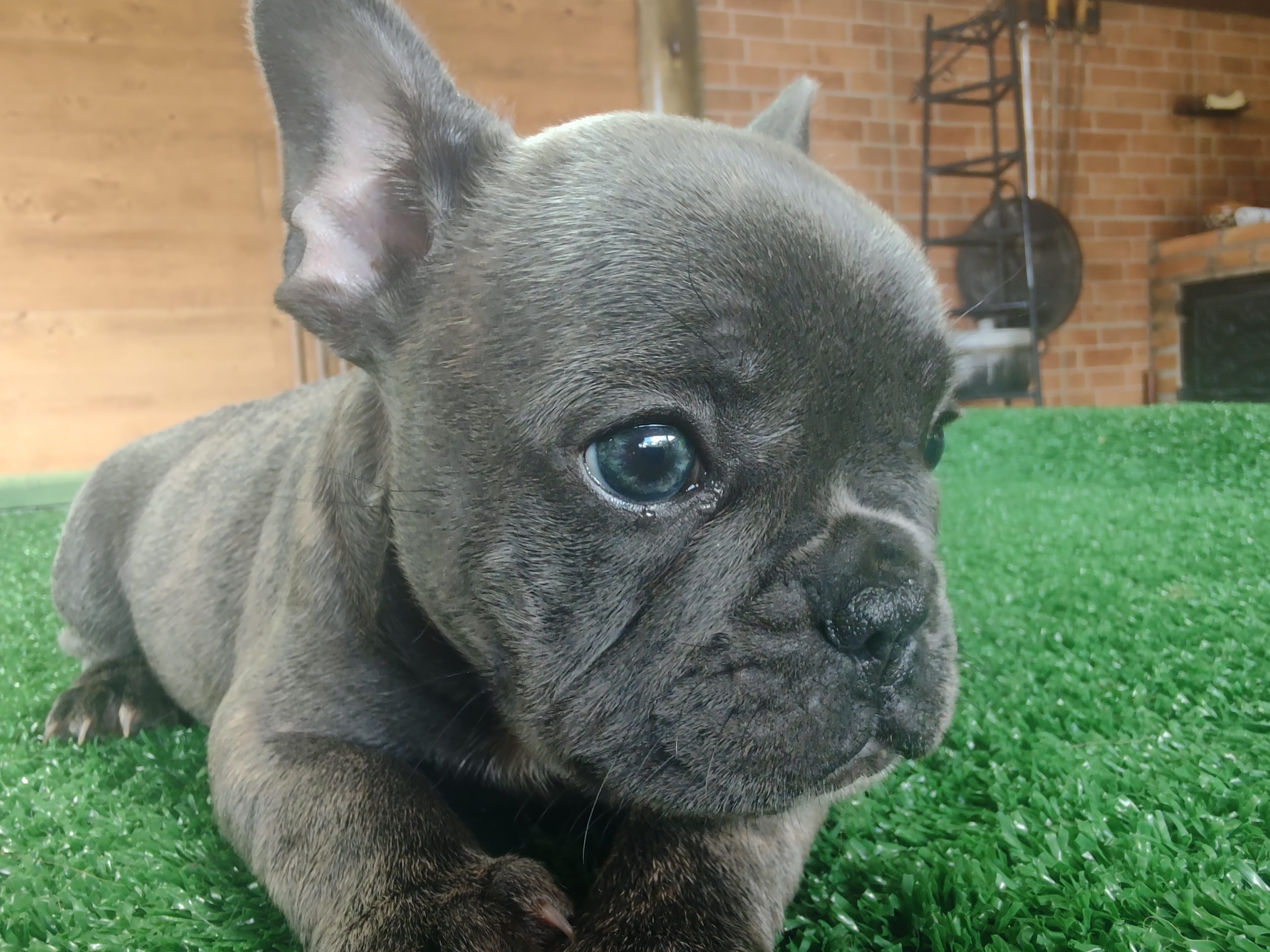 Bulldog Francês Exótico - Excelente Linhagem e temperamento - Filhotes MG