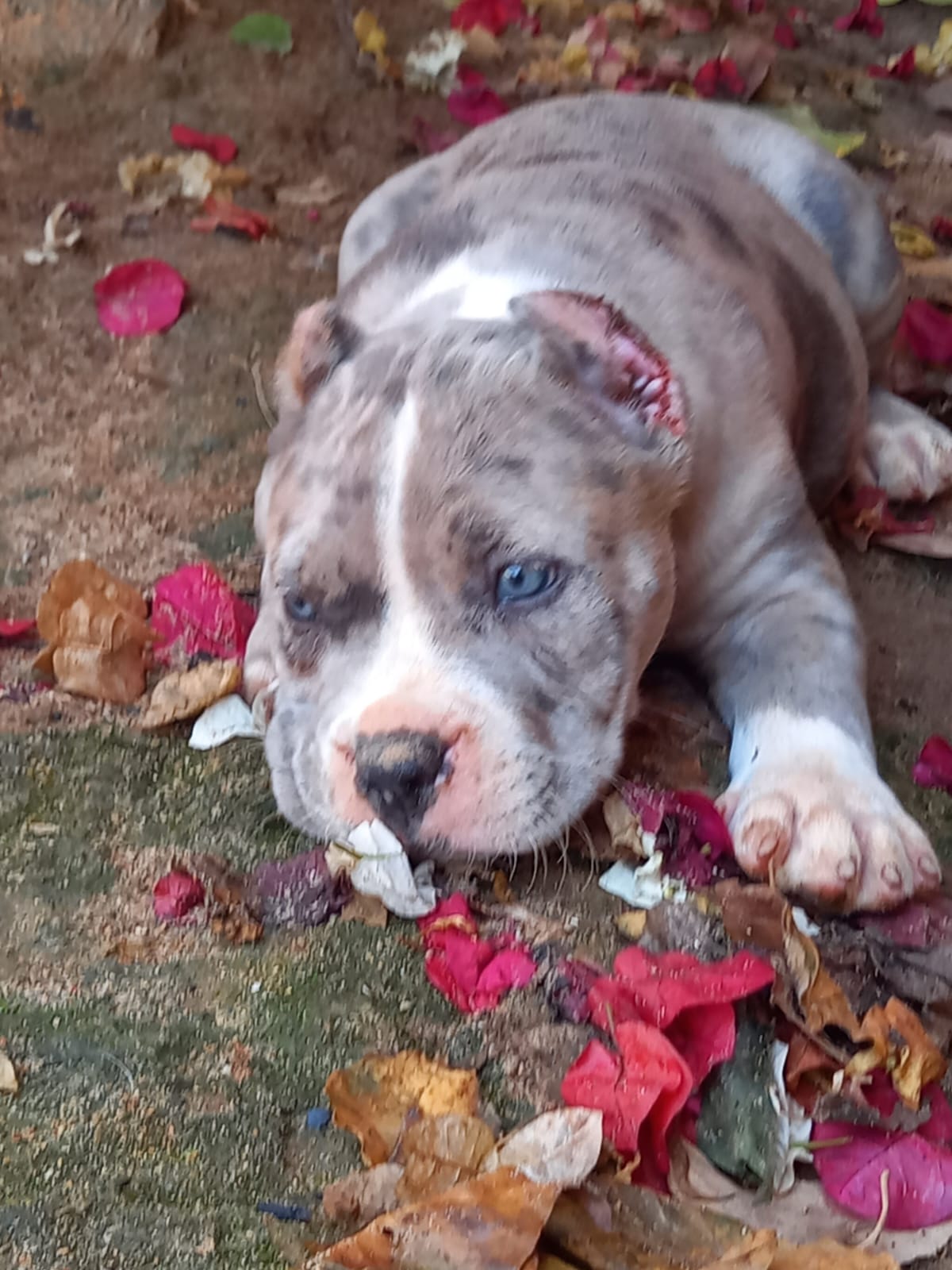 PIT MONSTER - MACHO - Coloração BLUE MERLE - Filhotes MG