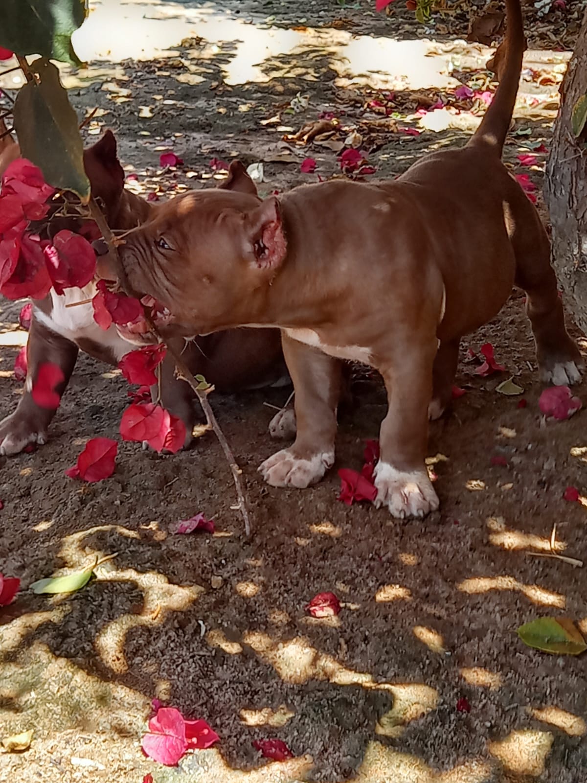 PIT MONSTER - FÊMEA - Coloração CHOCOLATE BLUE - Filhotes MG